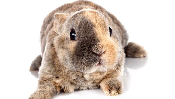 Conejo Rex: Todo lo que debes saber de esta raza - Bekia Mascotas