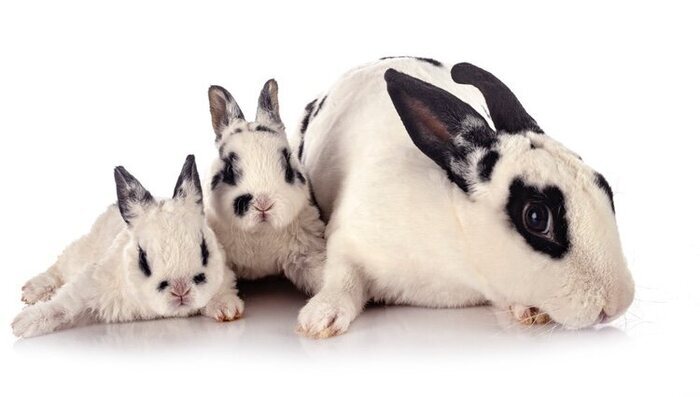 Conejo Rex: Todo lo que debes saber de esta raza - Bekia Mascotas