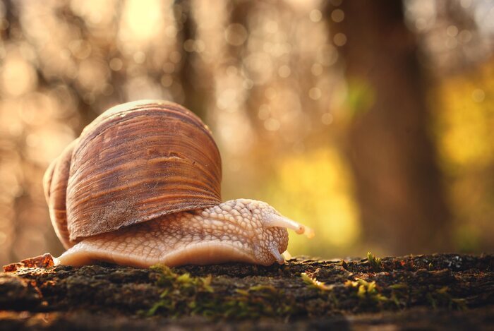 Tener caracoles como mascota: aspectos a tener en cuenta - Bekia Mascotas